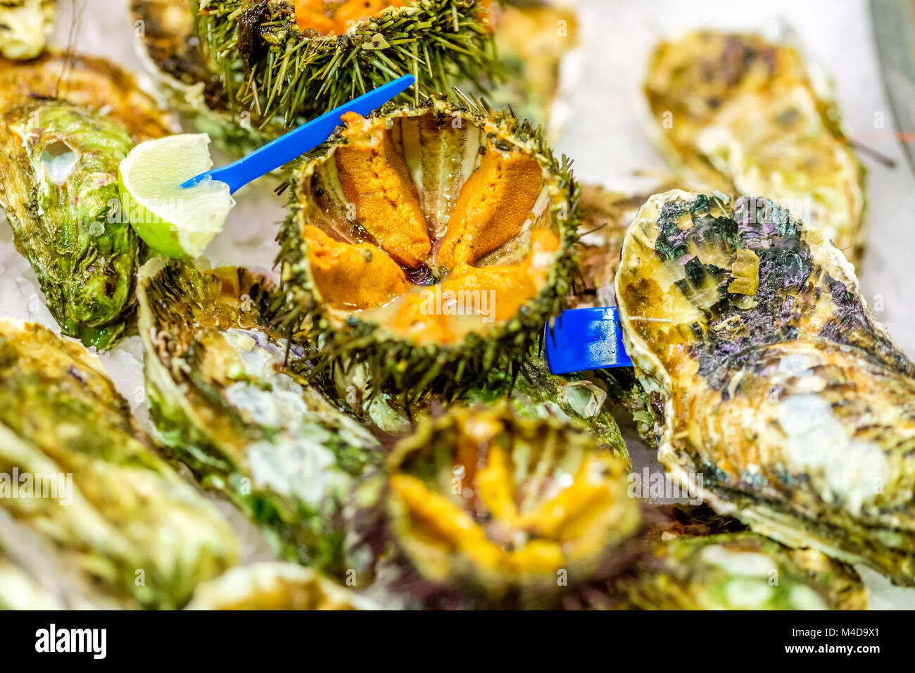 Seeigel auf eis -Fotos und -Bildmaterial in hoher Auflösung – Alamy