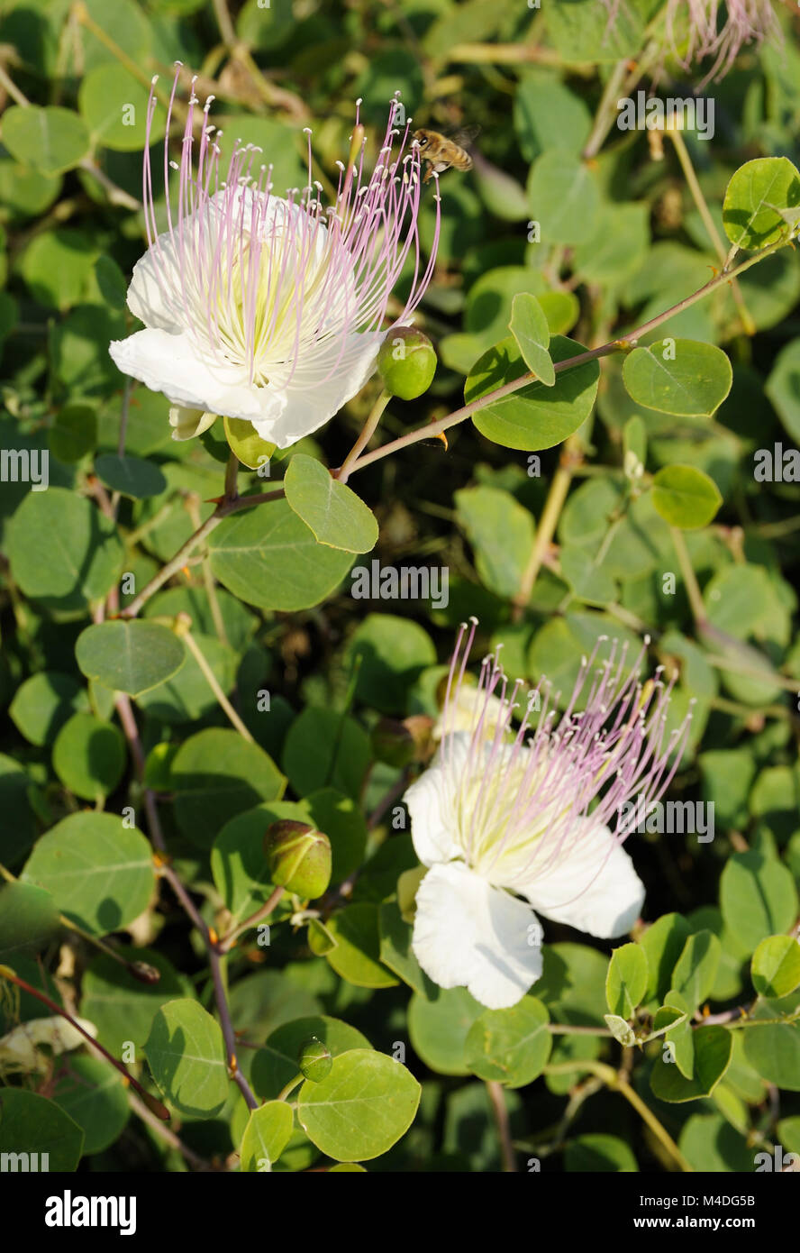 Kapernstrauch mit blume Stockfotos und -bilder Kaufen - Alamy