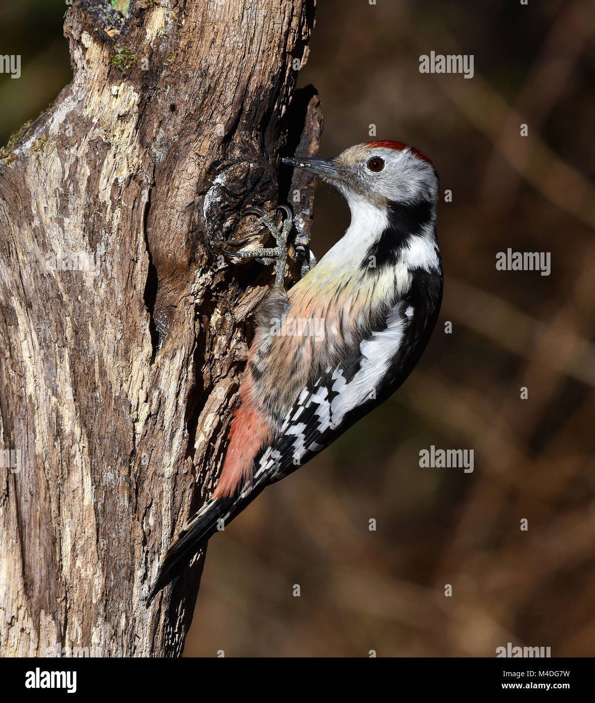 Specht mitte -Fotos und -Bildmaterial in hoher Auflösung – Alamy
