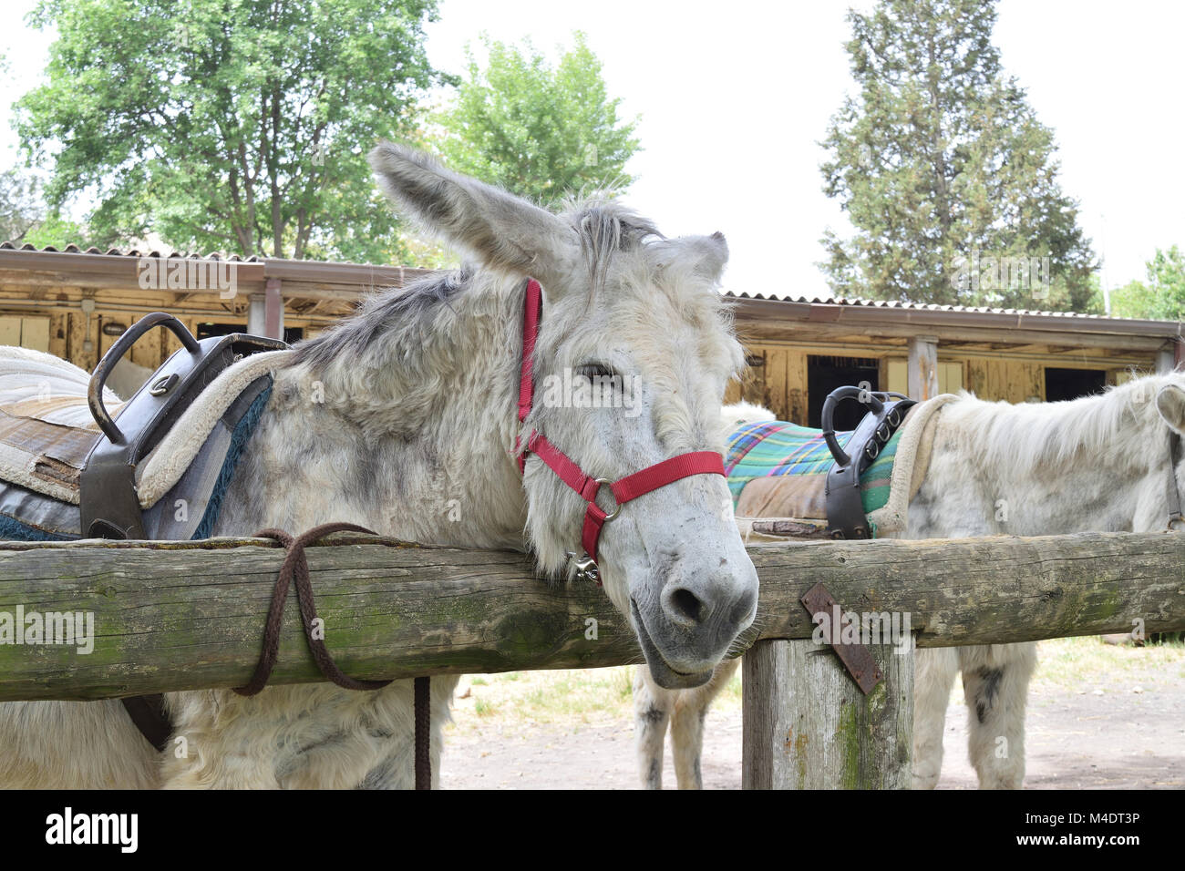 Esel am zaun -Fotos und -Bildmaterial in hoher Auflösung – Alamy