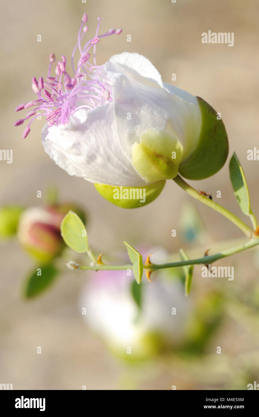 Kapernstrauch capparis spinosa -Fotos und -Bildmaterial in hoher ...