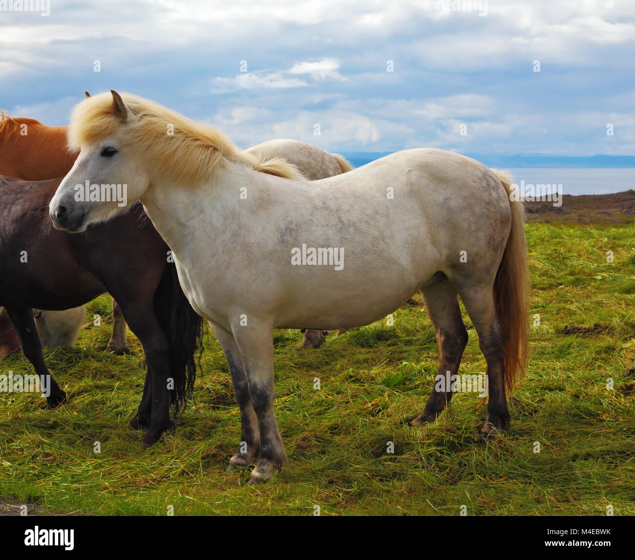 Herden von tieren -Fotos und -Bildmaterial in hoher Auflösung – Alamy