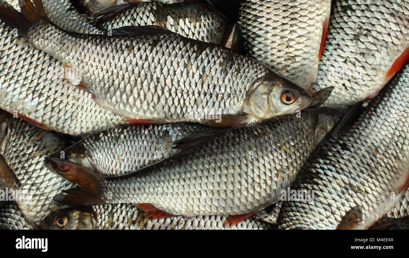 Lebendiger fisch -Fotos und -Bildmaterial in hoher Auflösung – Alamy