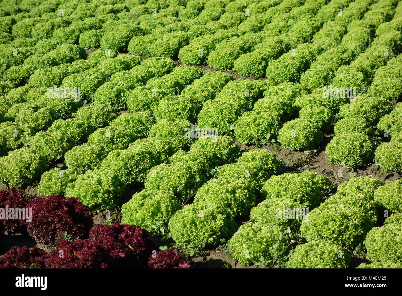 Lactuca Sativa Lollo Rosso Stockfotos und -bilder Kaufen - Alamy