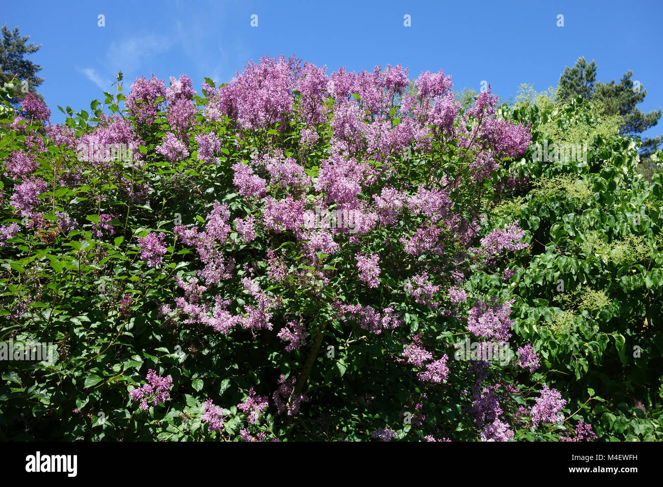 Syringa josikaea, Ungarische Flieder Stockfotografie - Alamy