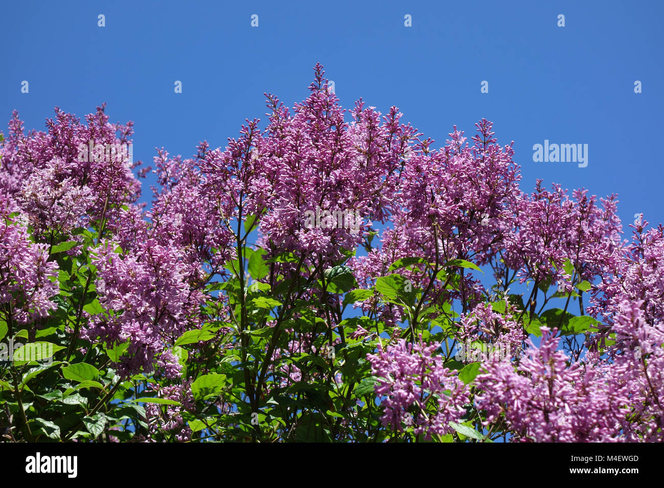 Syringa josikaea -Fotos und -Bildmaterial in hoher Auflösung – Alamy