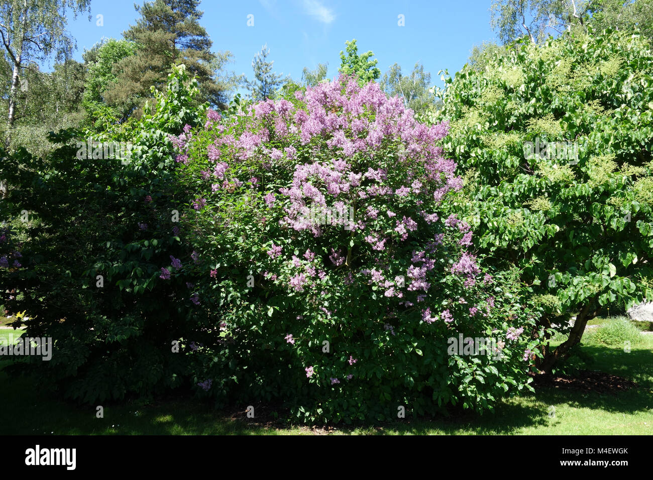 Syringa josikaea -Fotos und -Bildmaterial in hoher Auflösung – Alamy