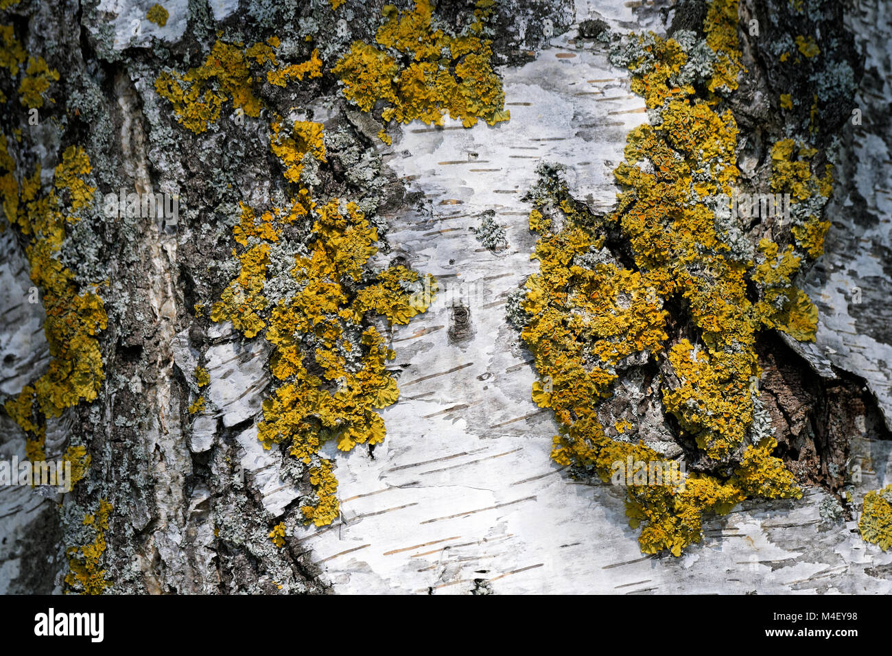 Birken Rinde Stockfotos & Birken Rinde Bilder - Seite 3 - Alamy