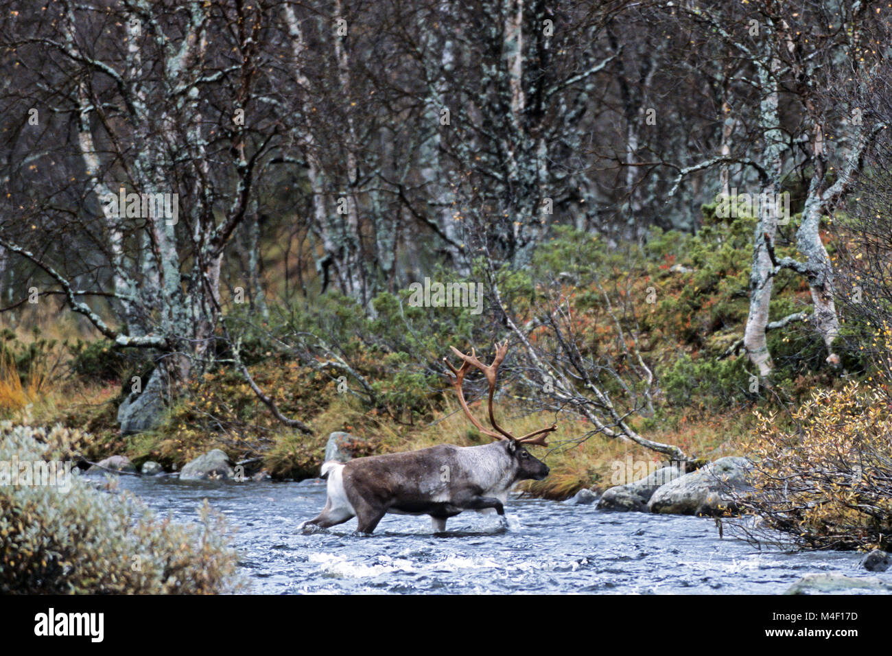 Eurasisches tundrartier -Fotos und -Bildmaterial in hoher Auflösung – Alamy