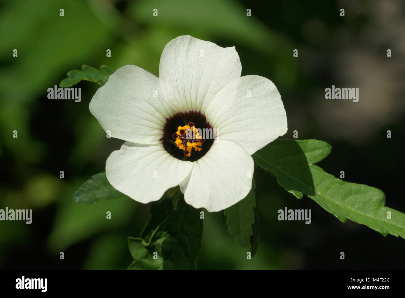 Deccan hanf -Fotos und -Bildmaterial in hoher Auflösung – Alamy