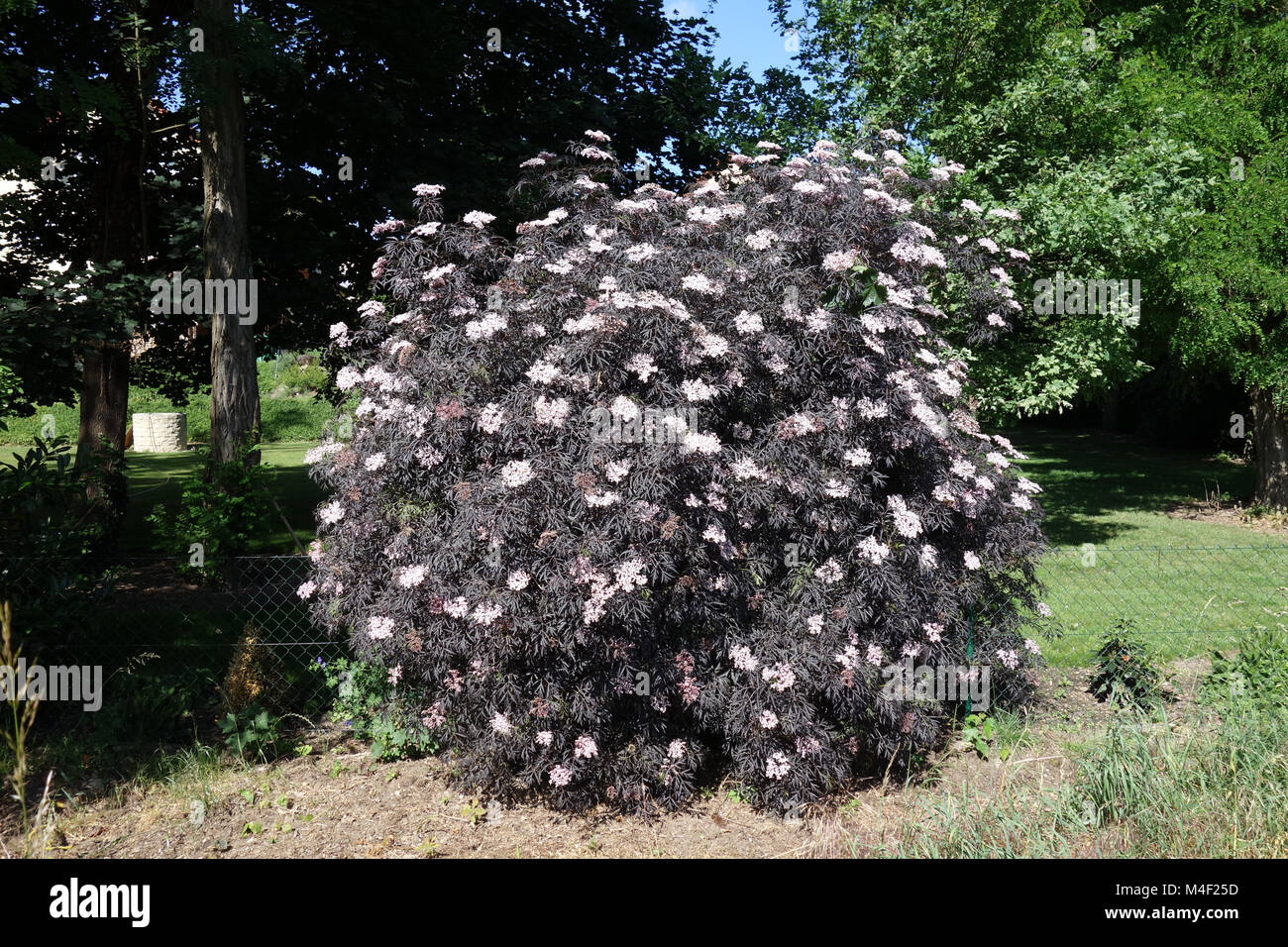 Sambucus nigra Schwarze Schönheit, redleaved Schwarzer Holunder ...