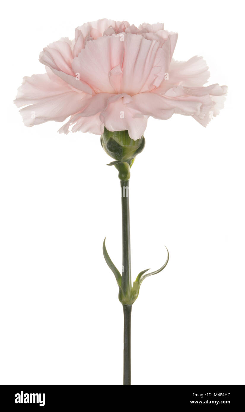 Dianthus hintergrund -Fotos und -Bildmaterial in hoher Auflösung – Alamy