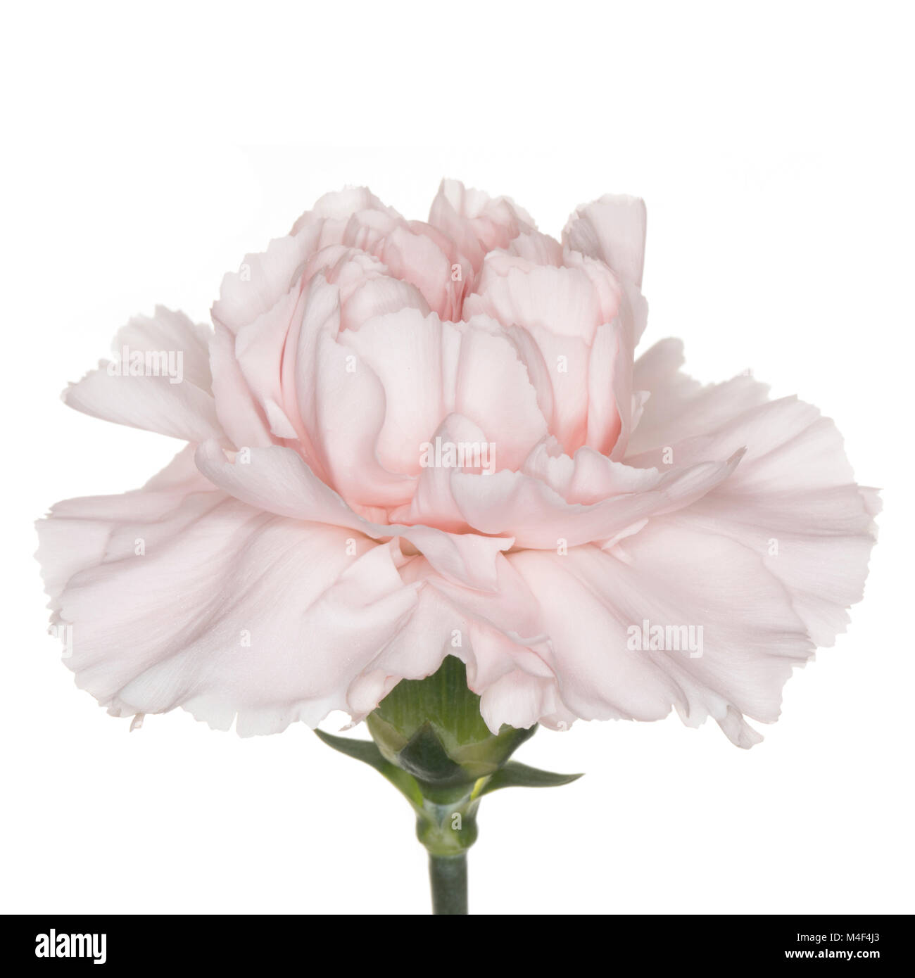 Eine einzelne Rosa Nelke Dianthus isoliert auf weißem Hintergrund ...