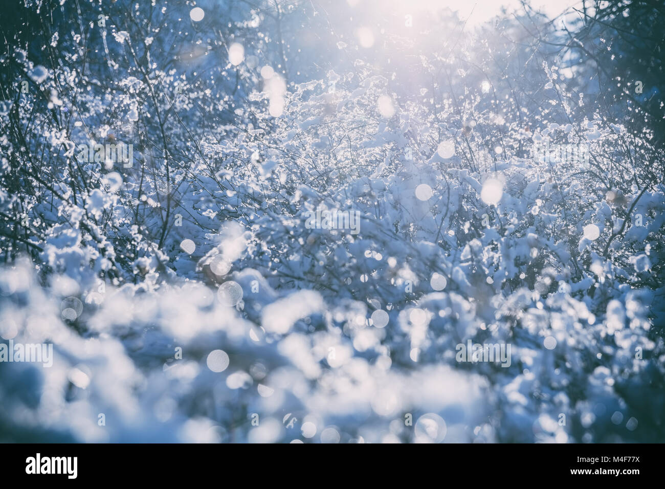 Baum mit frostbedeckten zweigen -Fotos und -Bildmaterial in hoher ...