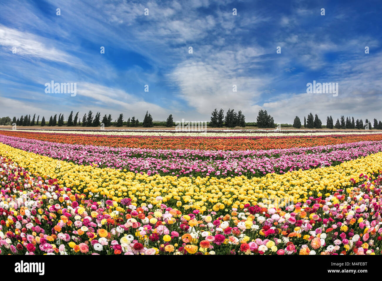 Israelischer kibbuz -Fotos und -Bildmaterial in hoher Auflösung – Alamy