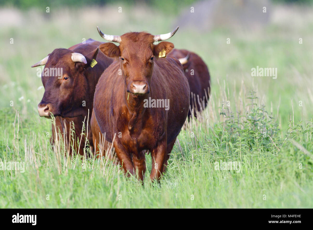 Der berg der pest -Fotos und -Bildmaterial in hoher Auflösung – Alamy