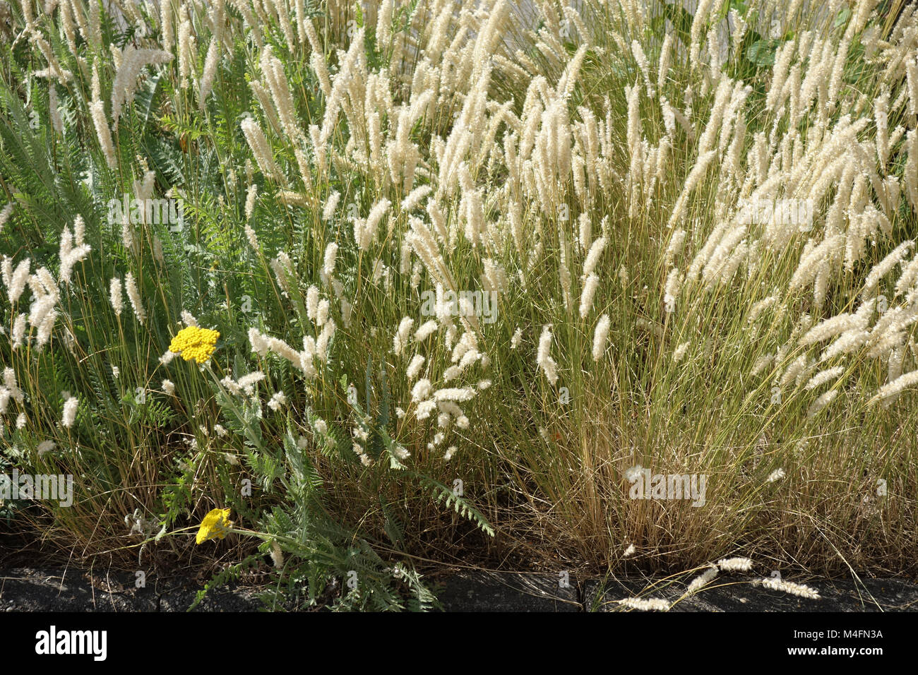 Haarige melische oder seidige spike melic -Fotos und -Bildmaterial in ...