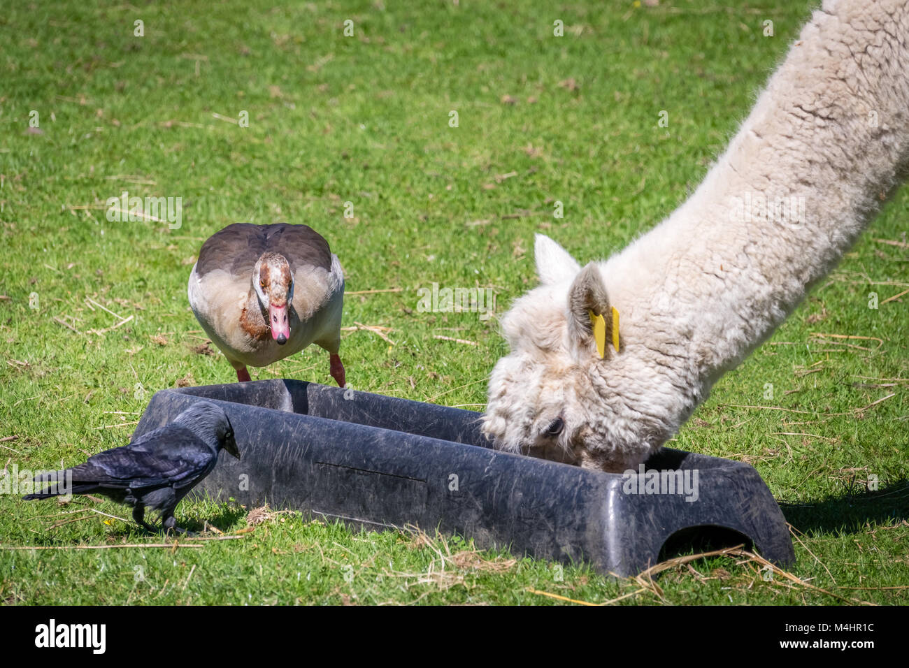 Krähe wartet auf essen -Fotos und -Bildmaterial in hoher Auflösung – Alamy