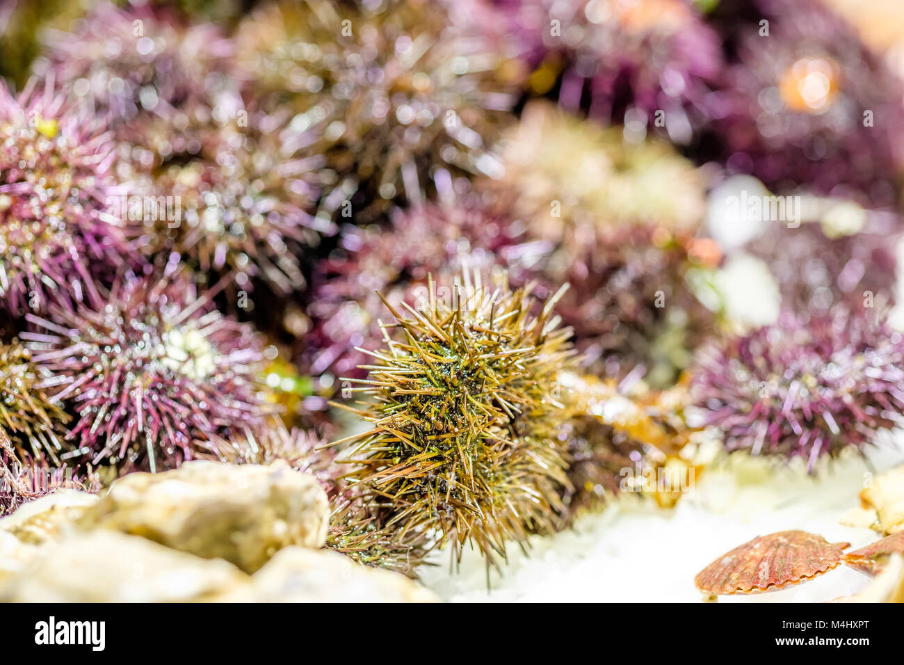 Seeigel auf eis -Fotos und -Bildmaterial in hoher Auflösung – Alamy