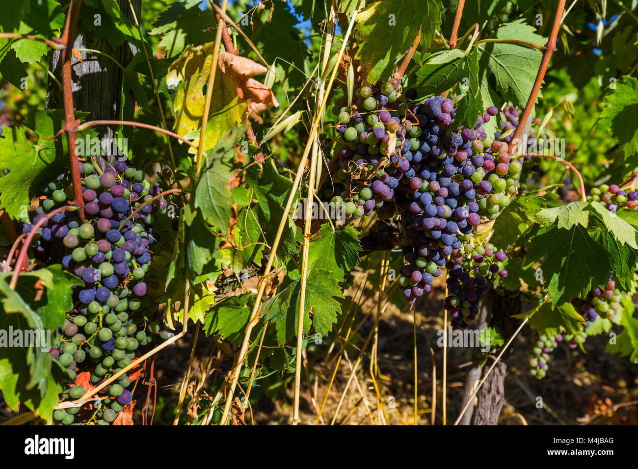 Weinbau in italien -Fotos und -Bildmaterial in hoher Auflösung – Alamy