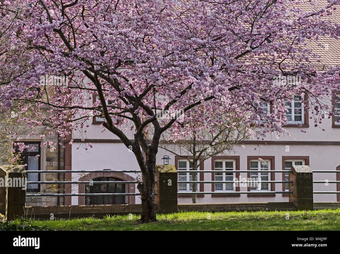 Japanische Kirsche Prunus Serrulata Stockfotos und -bilder Kaufen - Alamy