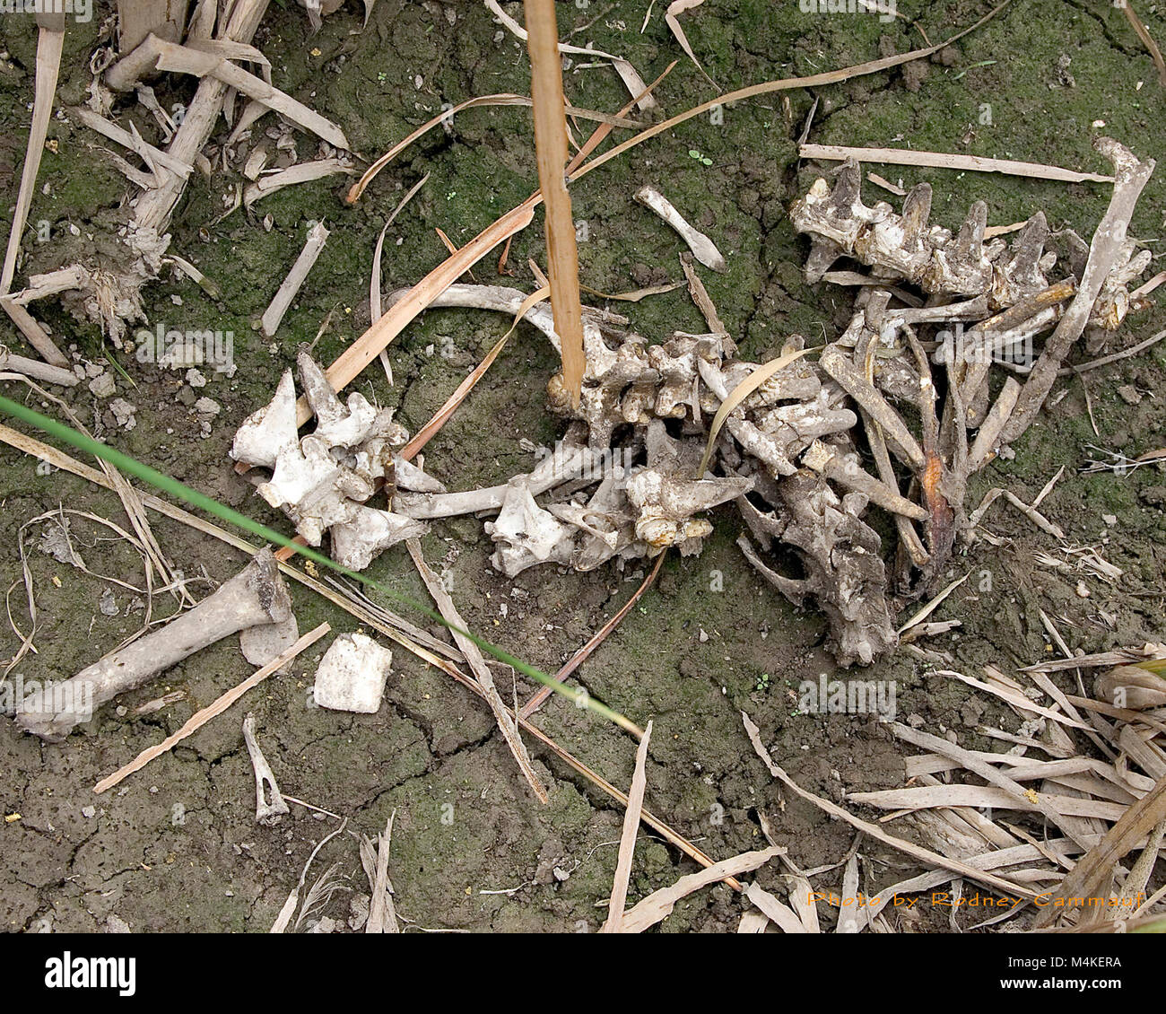 Alligator bones -Fotos und -Bildmaterial in hoher Auflösung – Alamy