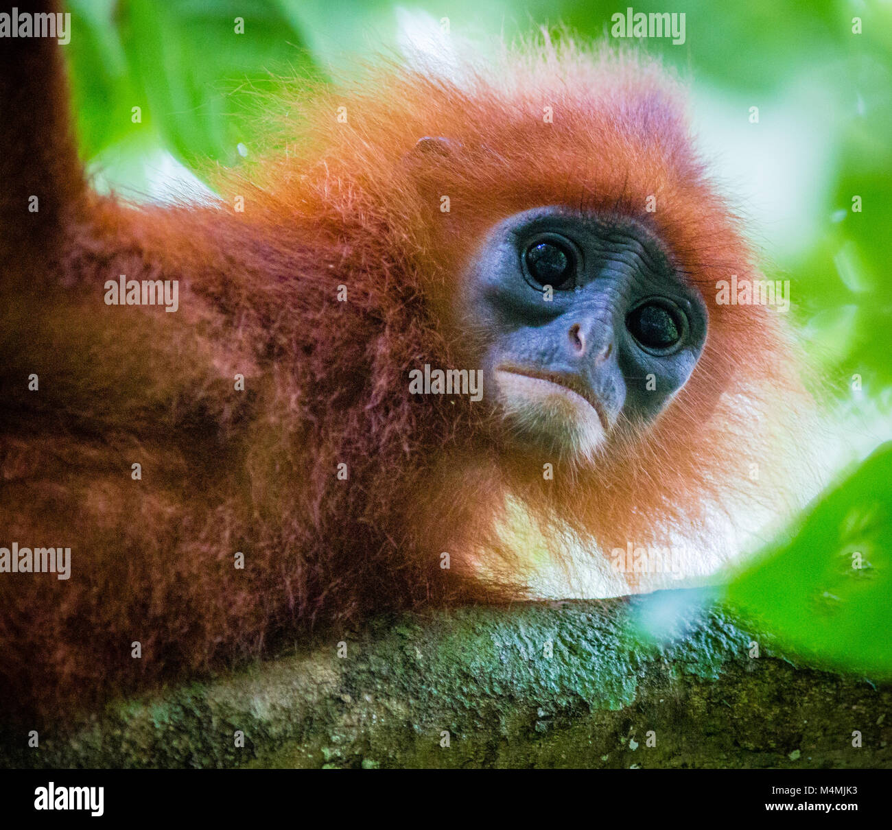 Red Leaf Affe oder kastanienbraunen langur Jugendsportlern rubicunda ...