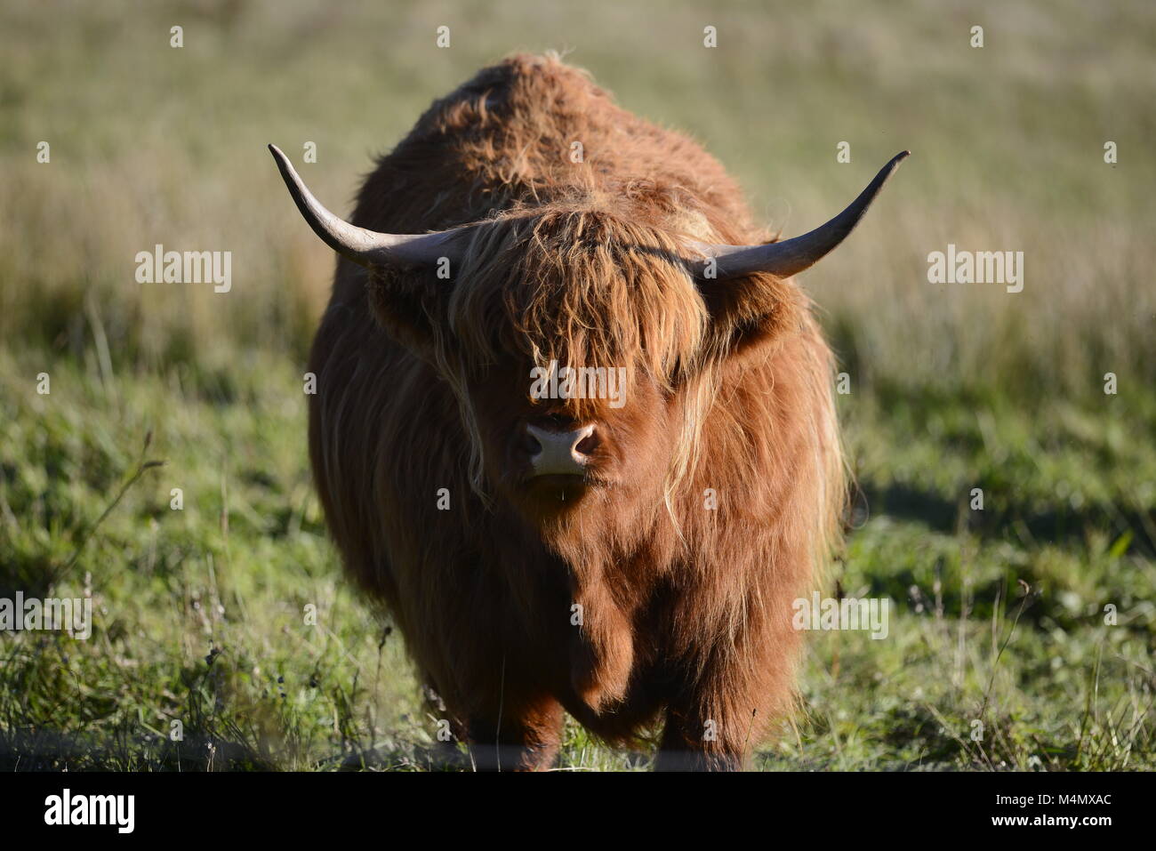 Haarige kuh -Fotos und -Bildmaterial in hoher Auflösung – Alamy