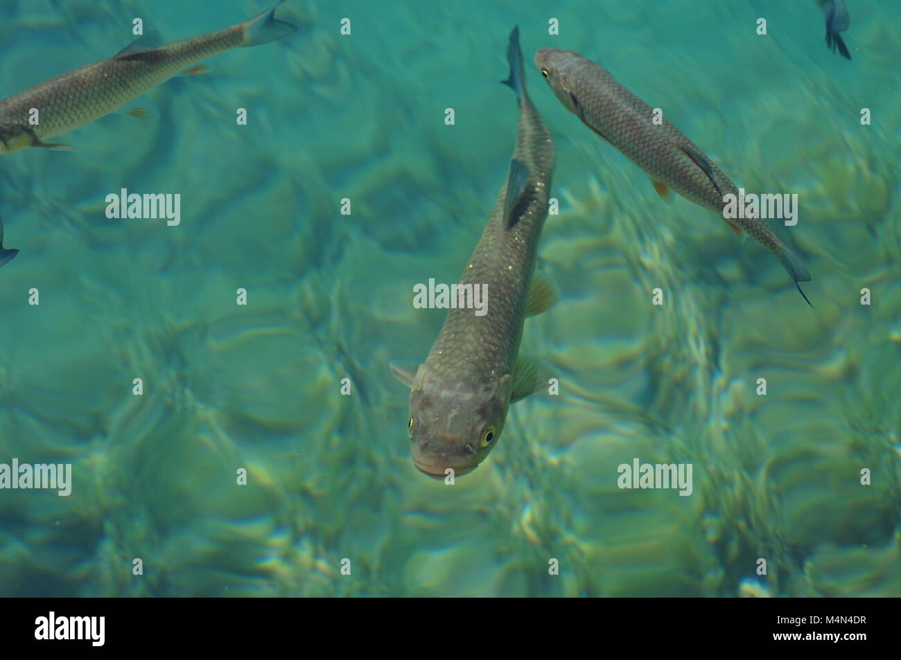 Kroatien fisch -Fotos und -Bildmaterial in hoher Auflösung – Alamy