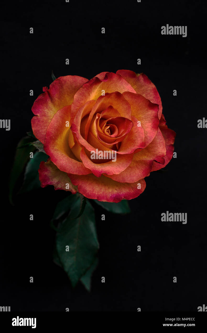 Rose stillleben -Fotos und -Bildmaterial in hoher Auflösung – Alamy