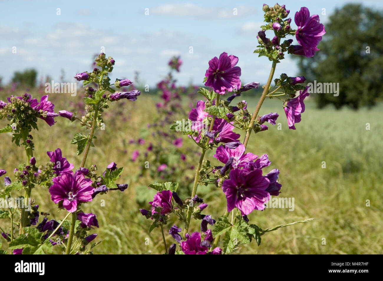 Malven auf Wiese Stockfotografie - Alamy