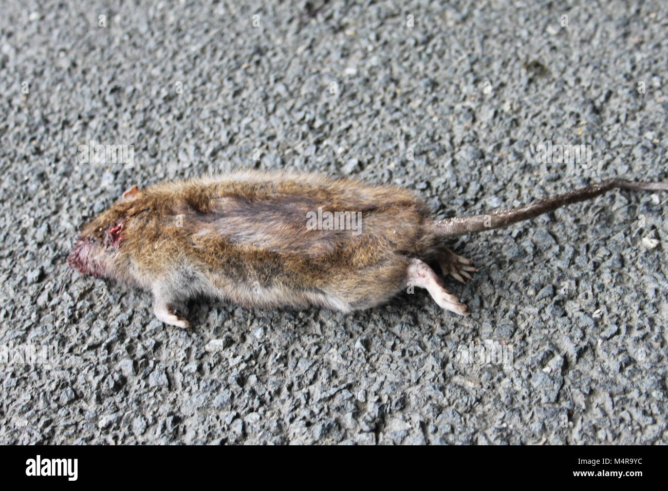 Dead roadkill on tarmac road -Fotos und -Bildmaterial in hoher ...