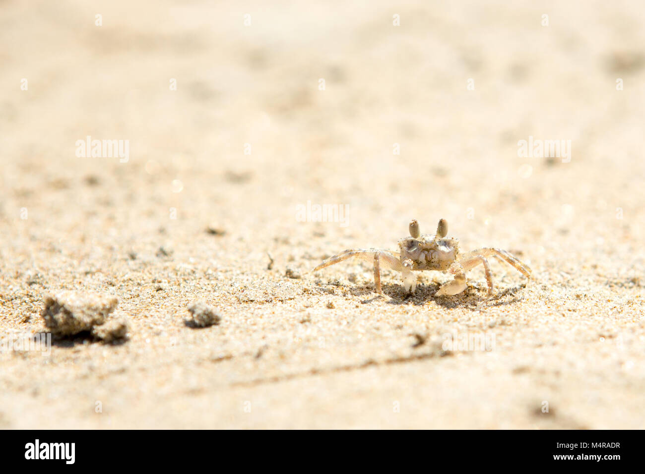 Kleine Krebse am Strand im Sand Stockfotografie - Alamy
