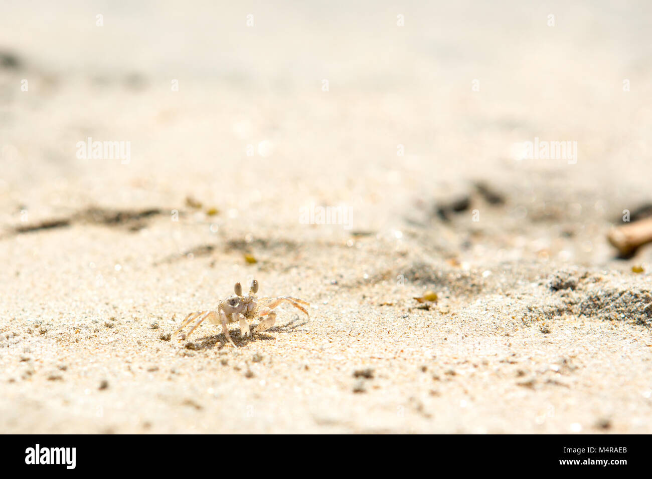 Kleine Krebse am Strand im Sand Stockfotografie - Alamy