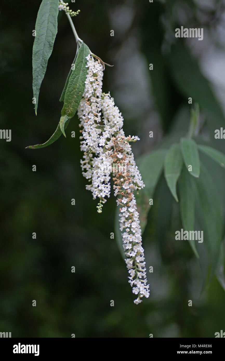 Buddleja asiatica -Fotos und -Bildmaterial in hoher Auflösung – Alamy