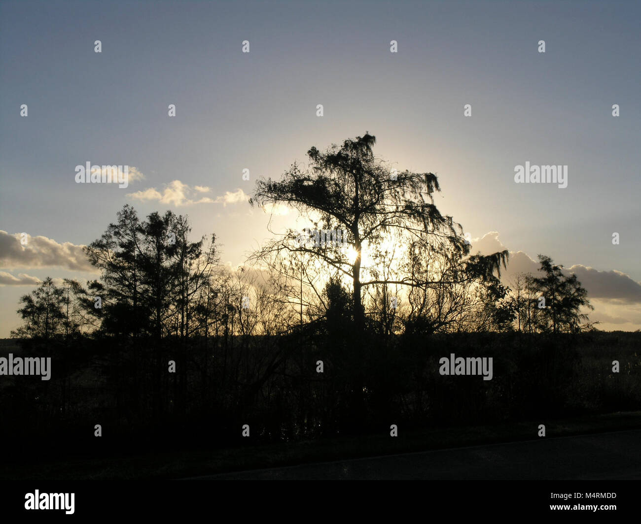 Taylor slough everglades nationalpark -Fotos und -Bildmaterial in hoher ...