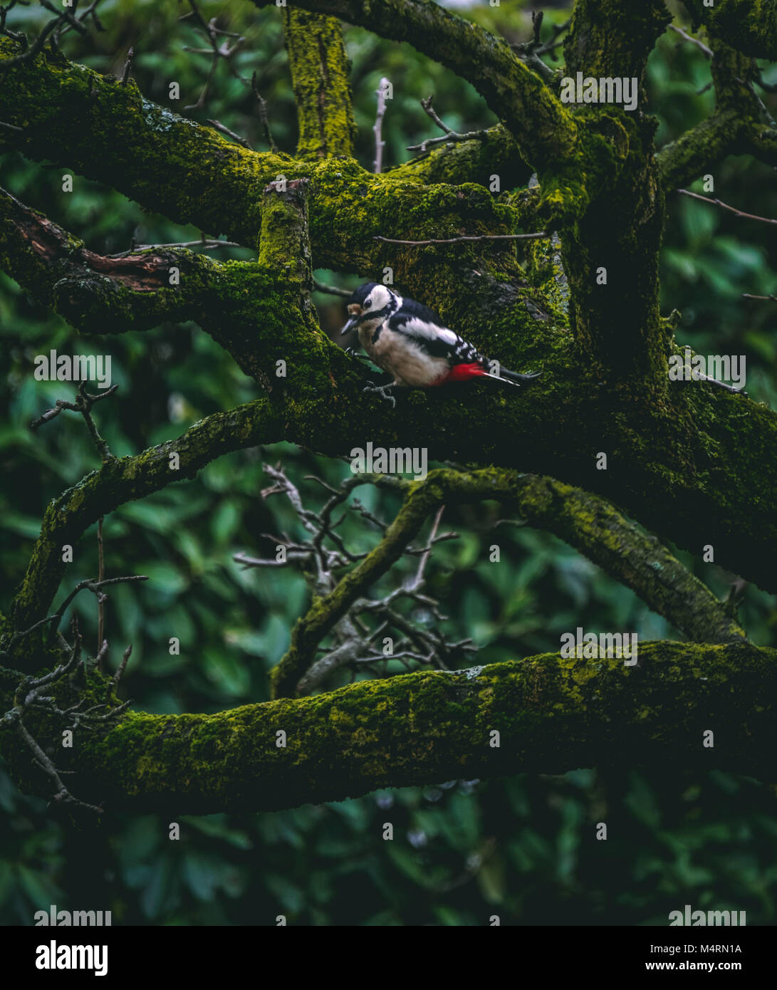 Specht foto -Fotos und -Bildmaterial in hoher Auflösung – Alamy