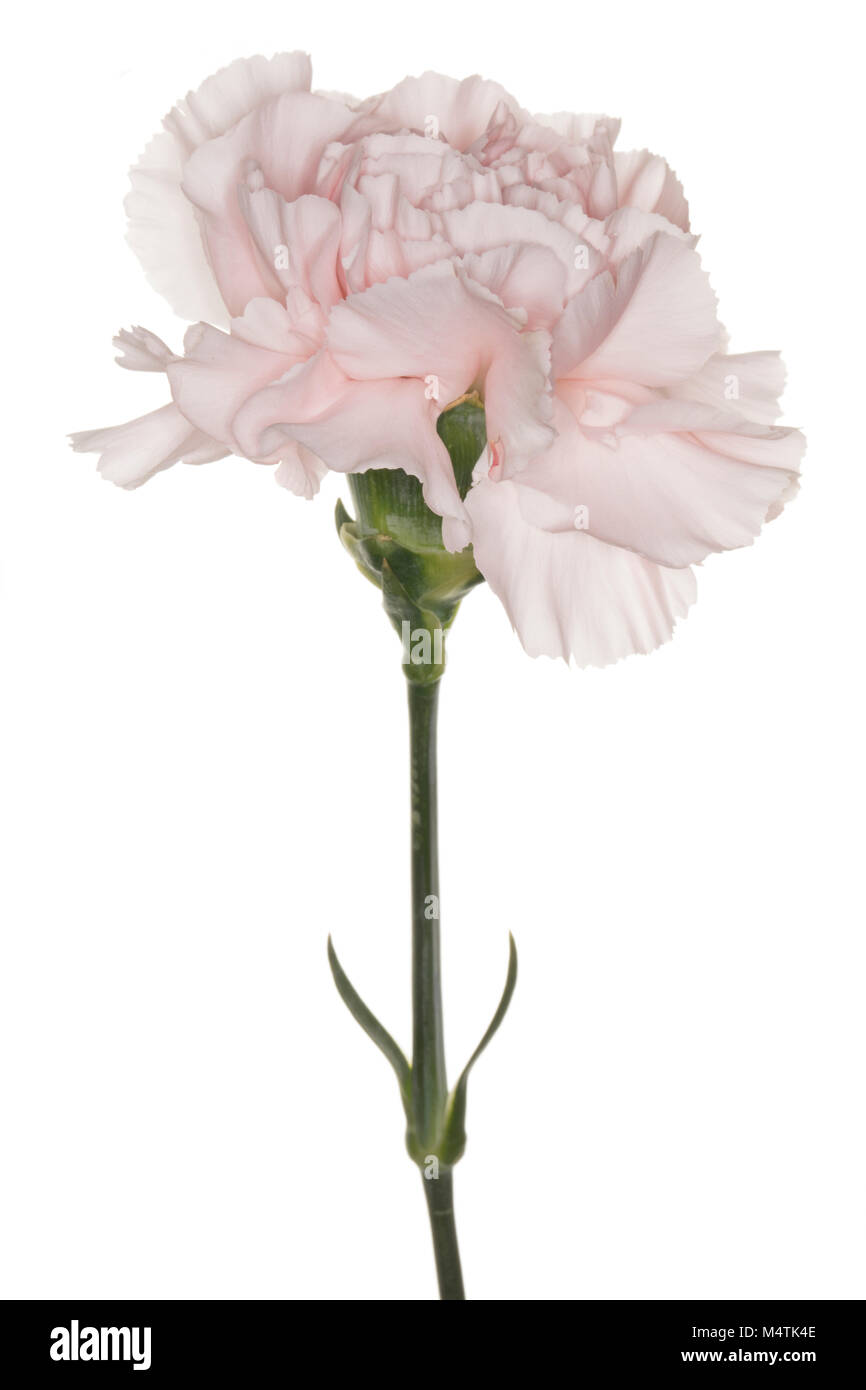 Nelke hintergrund -Fotos und -Bildmaterial in hoher Auflösung – Alamy