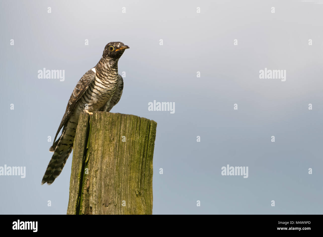 Junger kuckuck -Fotos und -Bildmaterial in hoher Auflösung – Alamy