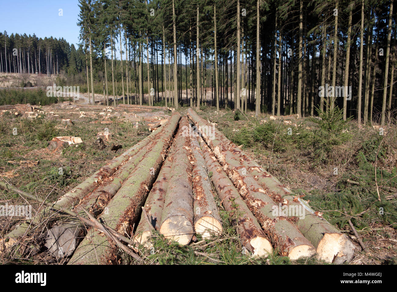 Wald klares schneiden foto -Fotos und -Bildmaterial in hoher Auflösung ...