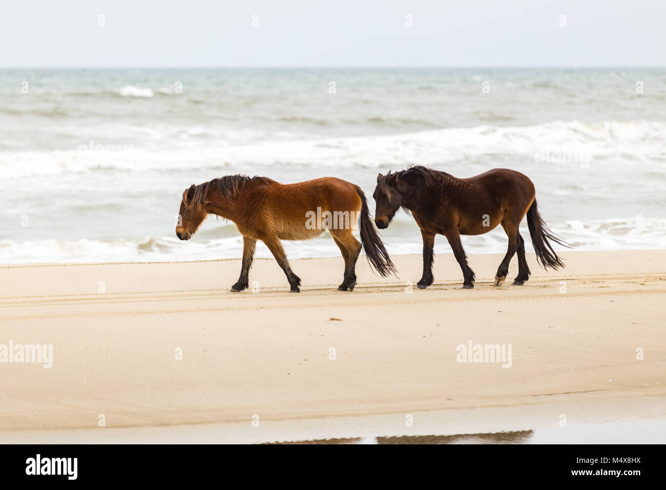 Wilde pferde am strand -Fotos und -Bildmaterial in hoher Auflösung – Alamy