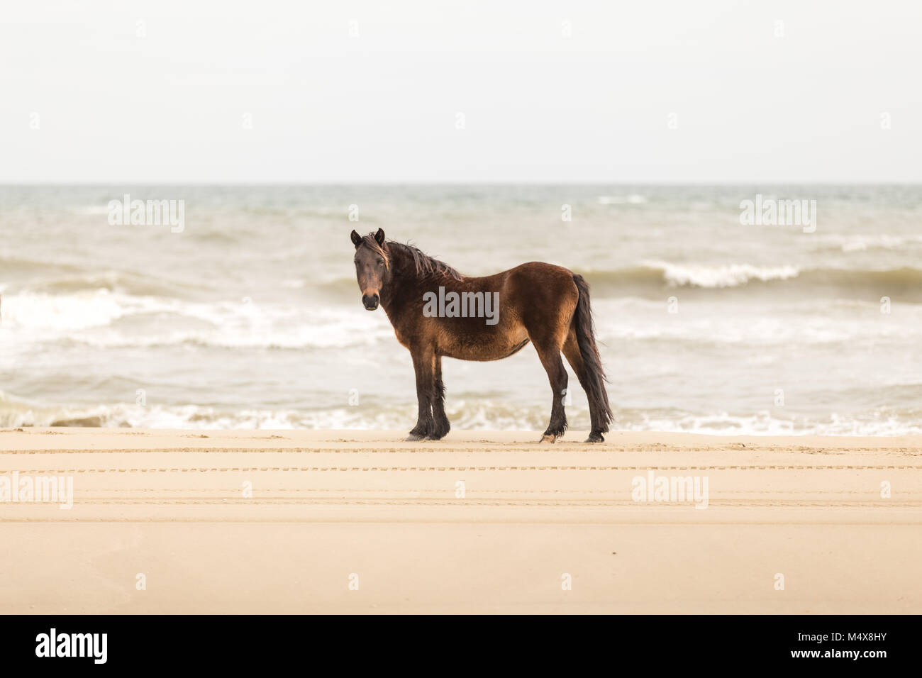 Wilde pferde am strand -Fotos und -Bildmaterial in hoher Auflösung – Alamy