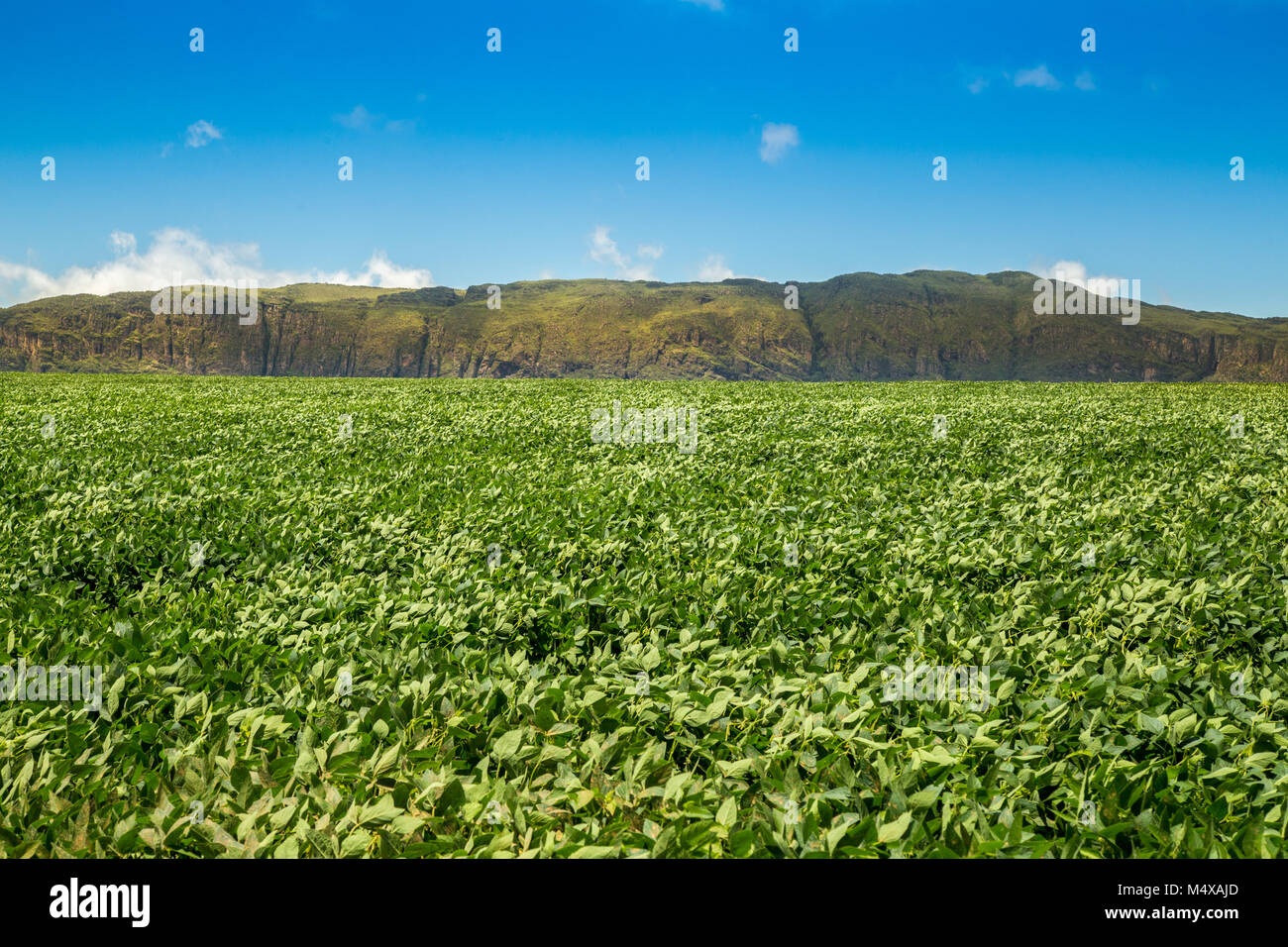 Soybean Brazil Stockfotos und -bilder Kaufen - Alamy