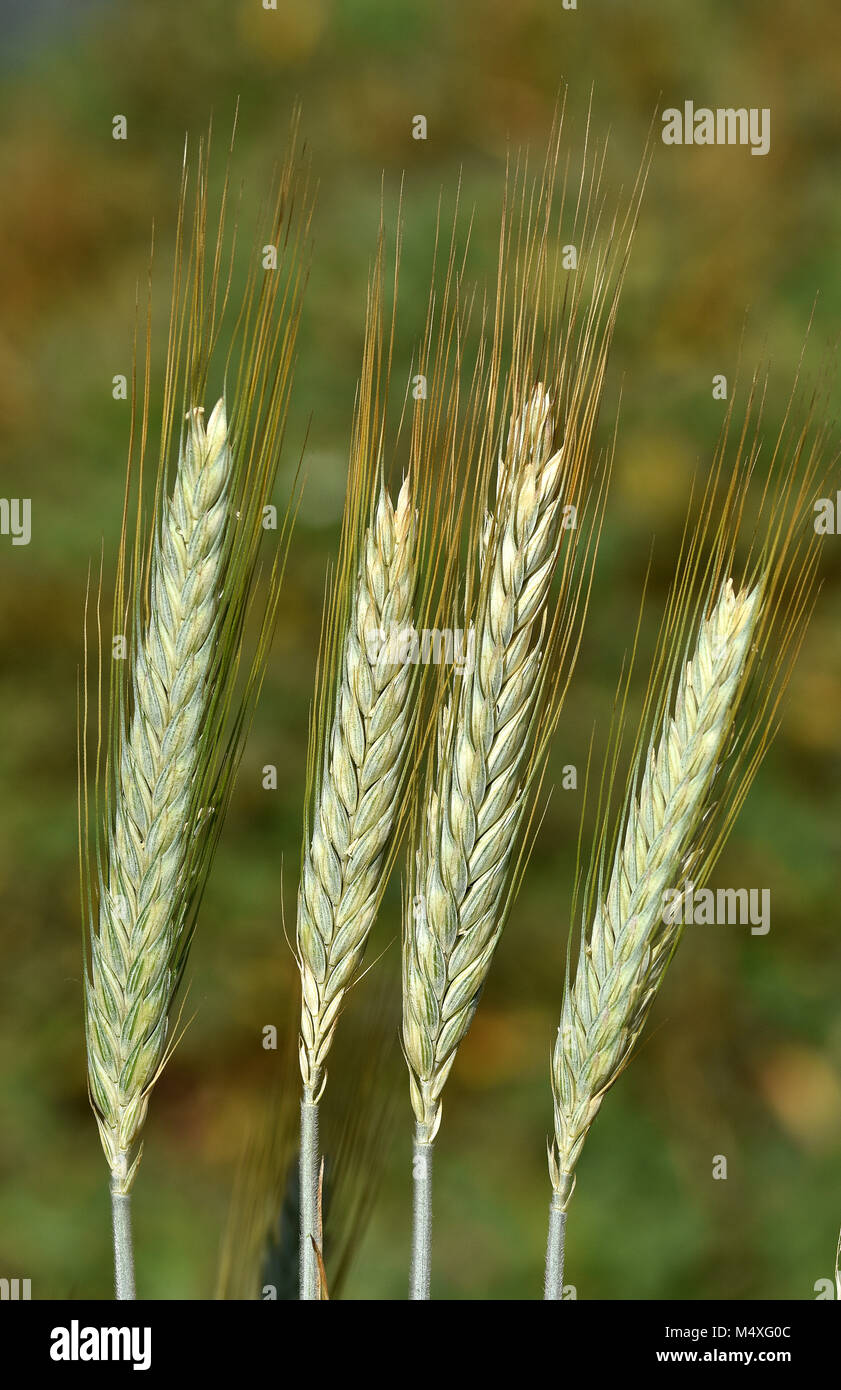 Weizen mais getreide -Fotos und -Bildmaterial in hoher Auflösung – Alamy