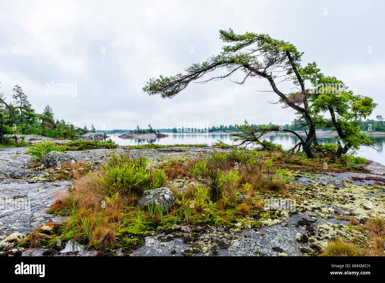 Ein Wind verbogenen Baum im Norden Georgian Bay Stockfotografie - Alamy