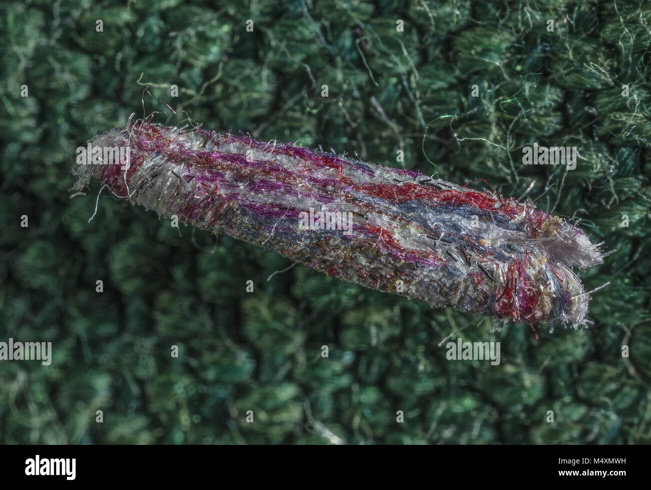 Larven bei Tinea pellionella, der Fall - Lager kleider Motten, die über ...