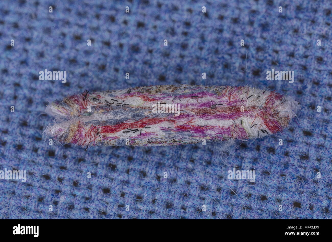 Kleidermotte -Fotos und -Bildmaterial in hoher Auflösung – Alamy