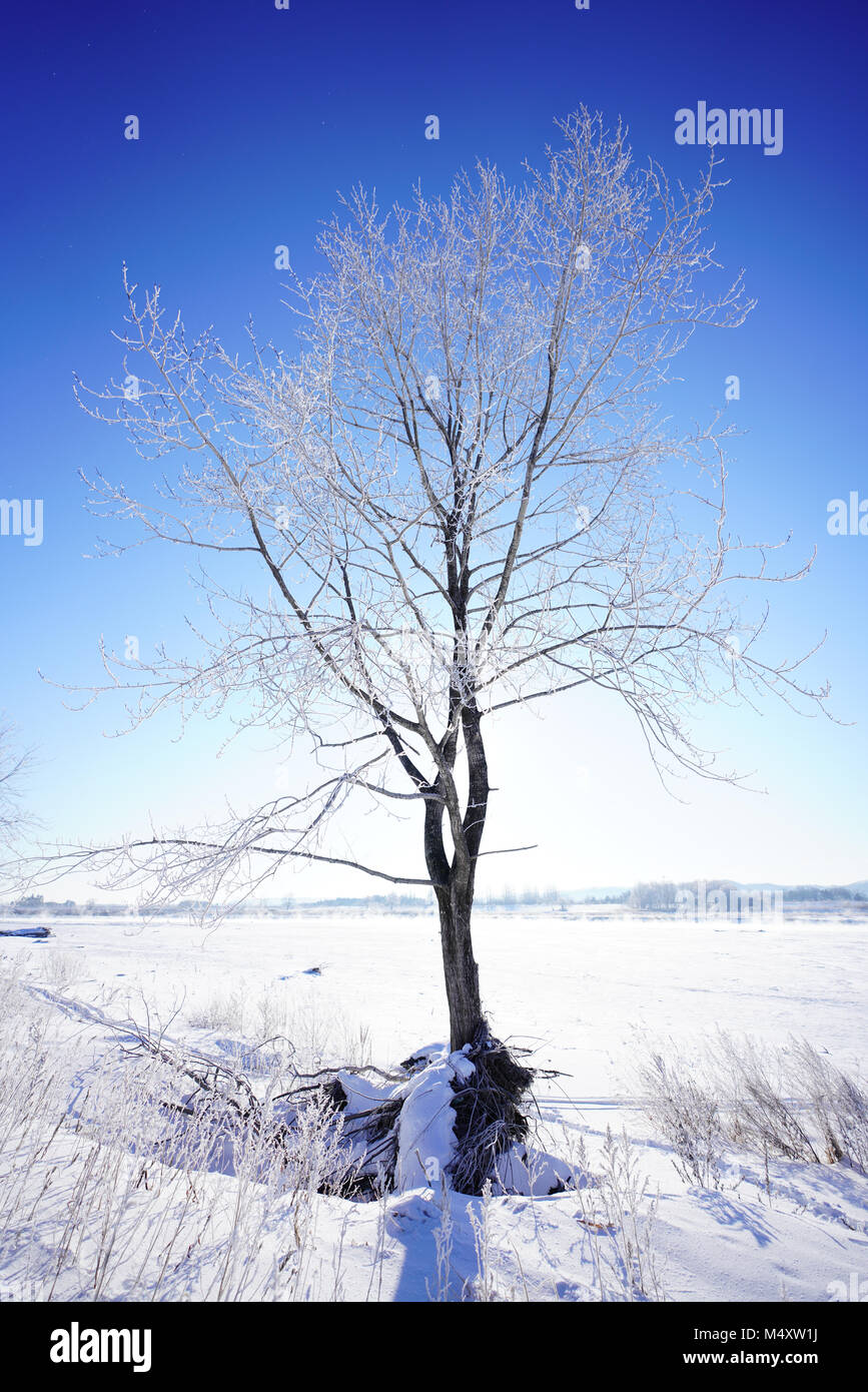 White birch in winter -Fotos und -Bildmaterial in hoher Auflösung ...