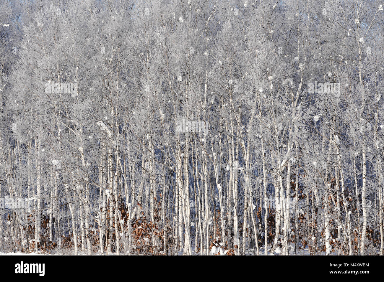 Feste birke -Fotos und -Bildmaterial in hoher Auflösung – Alamy