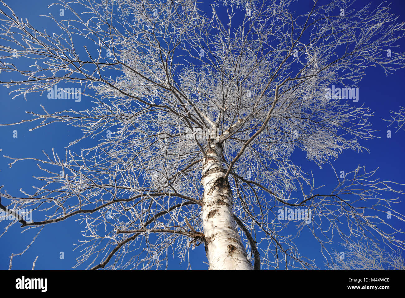 White birch in winter -Fotos und -Bildmaterial in hoher Auflösung ...